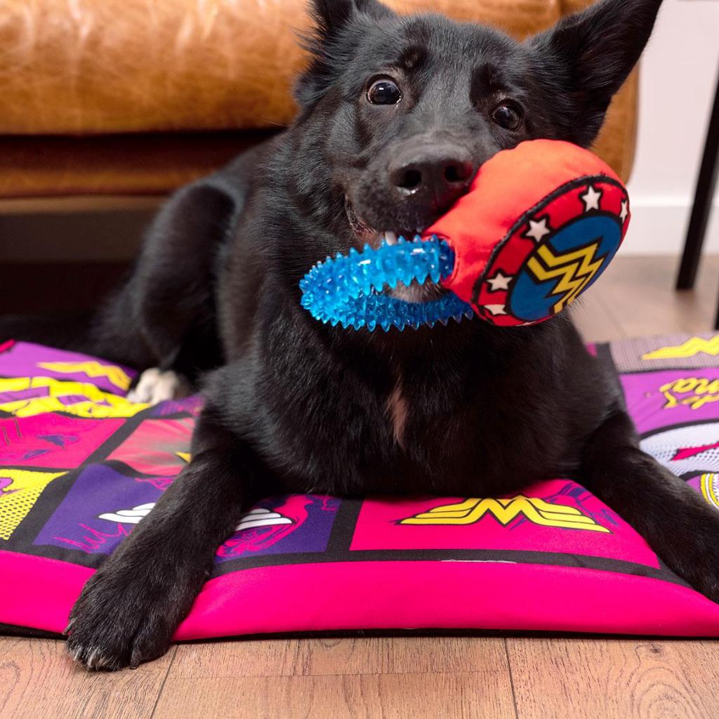 WONDER WOMAN - Toy - Teething Ring for Dog : ShopForGeek.com: Animal ...